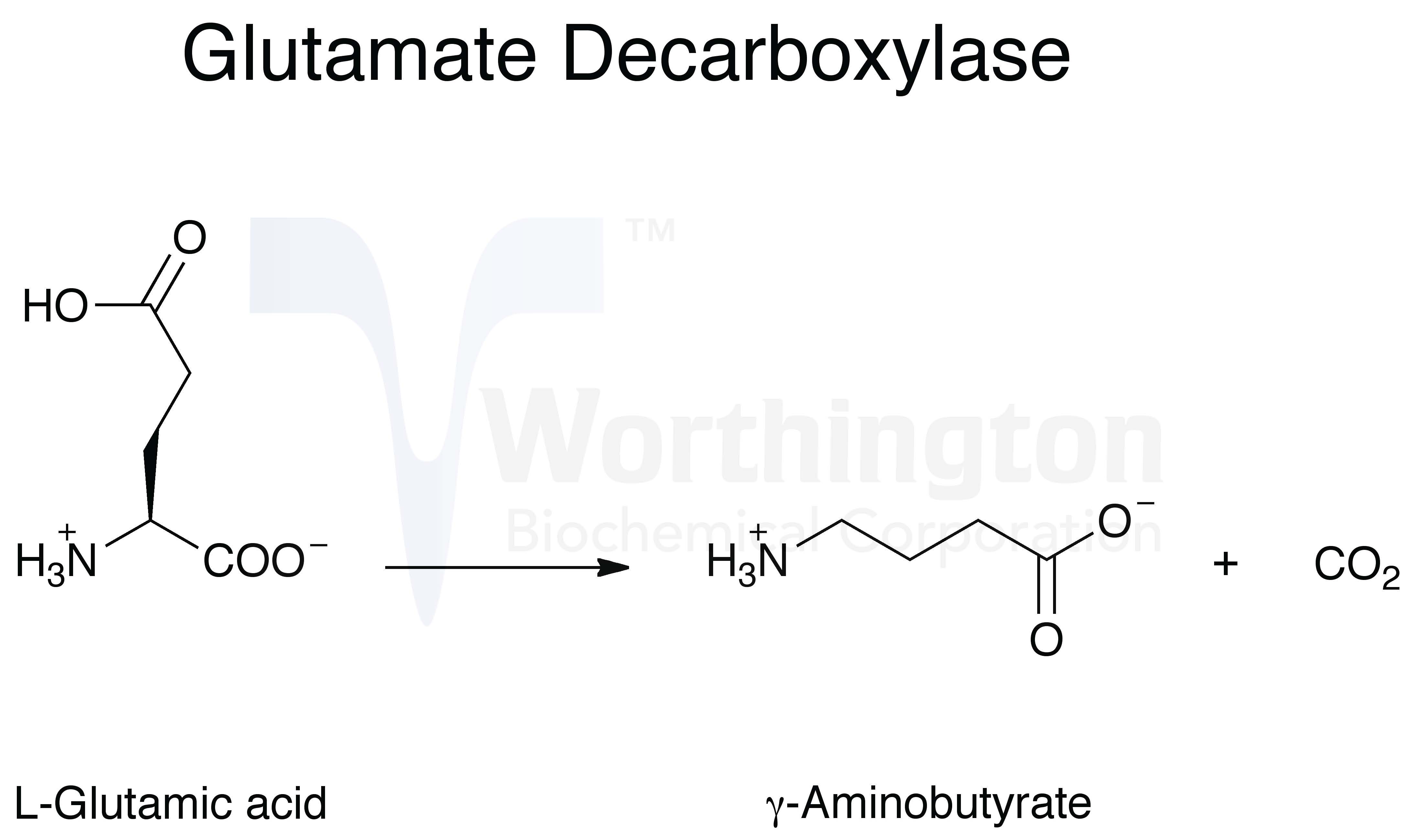 Glutamate Decarboxylase - Worthington Enzyme Manual